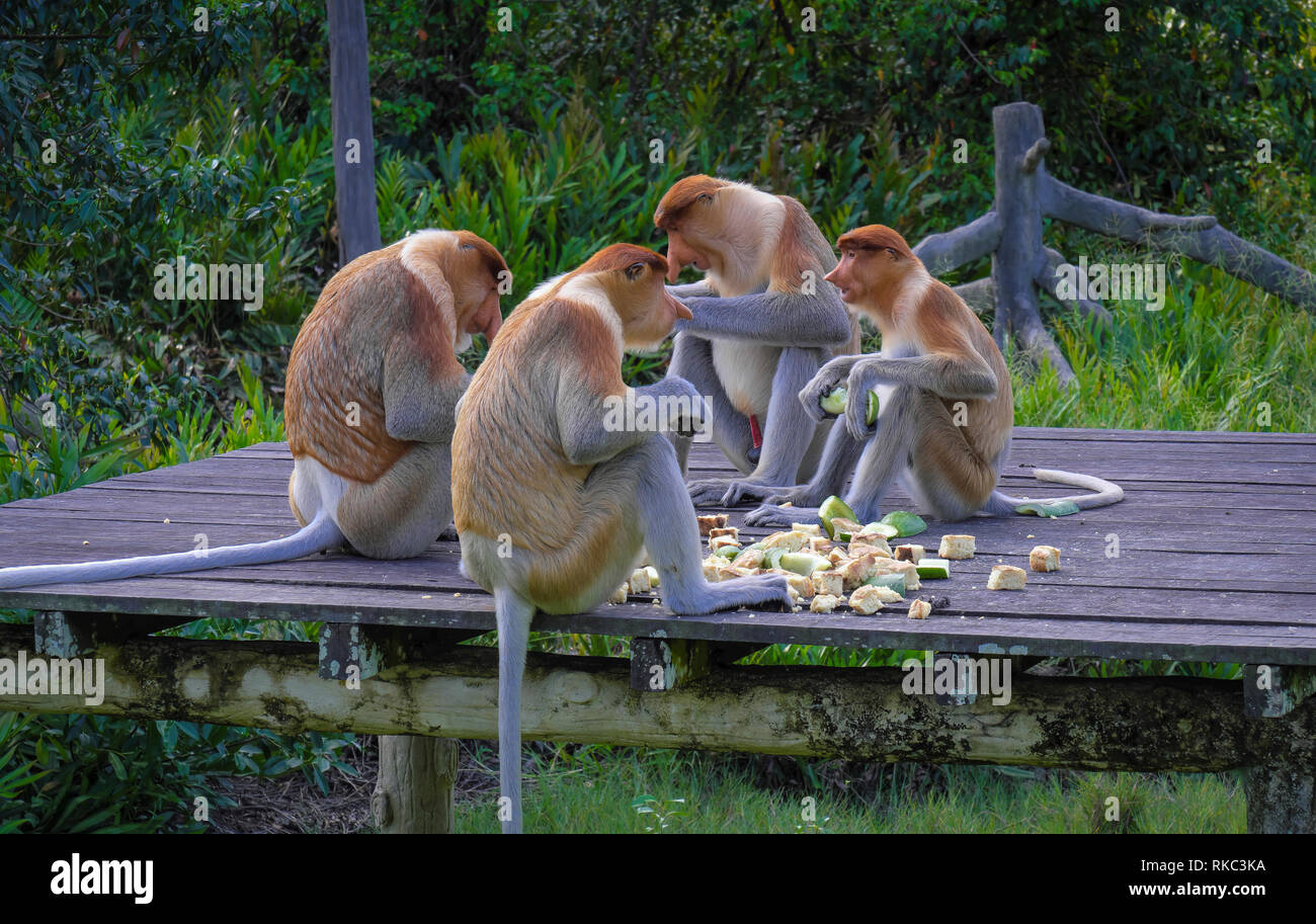 Proboscis monkey eats primarily fruit and leaves hi-res stock ...