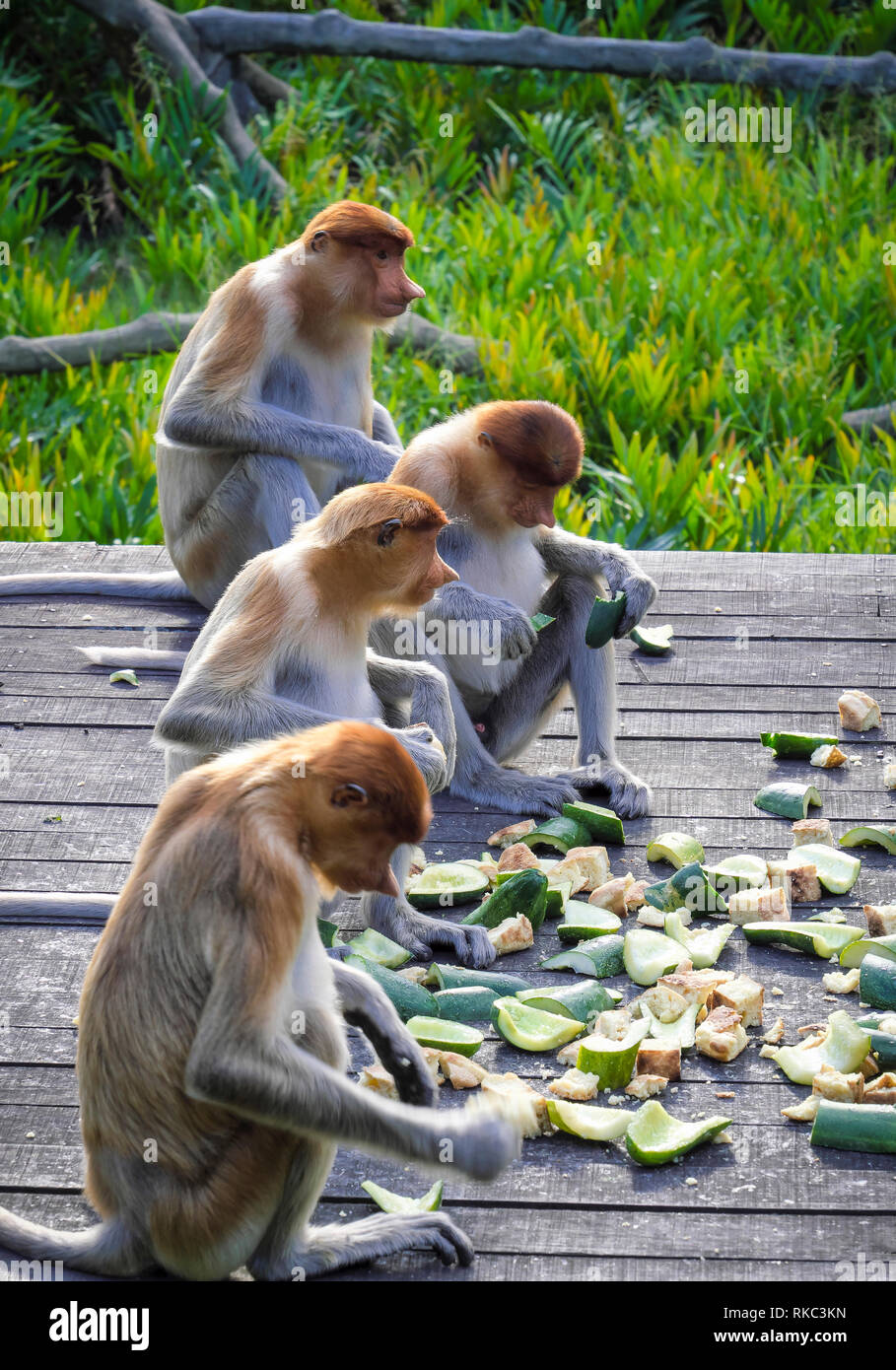 The proboscis monkeys in Borneo,malaysia Stock Photo - Alamy
