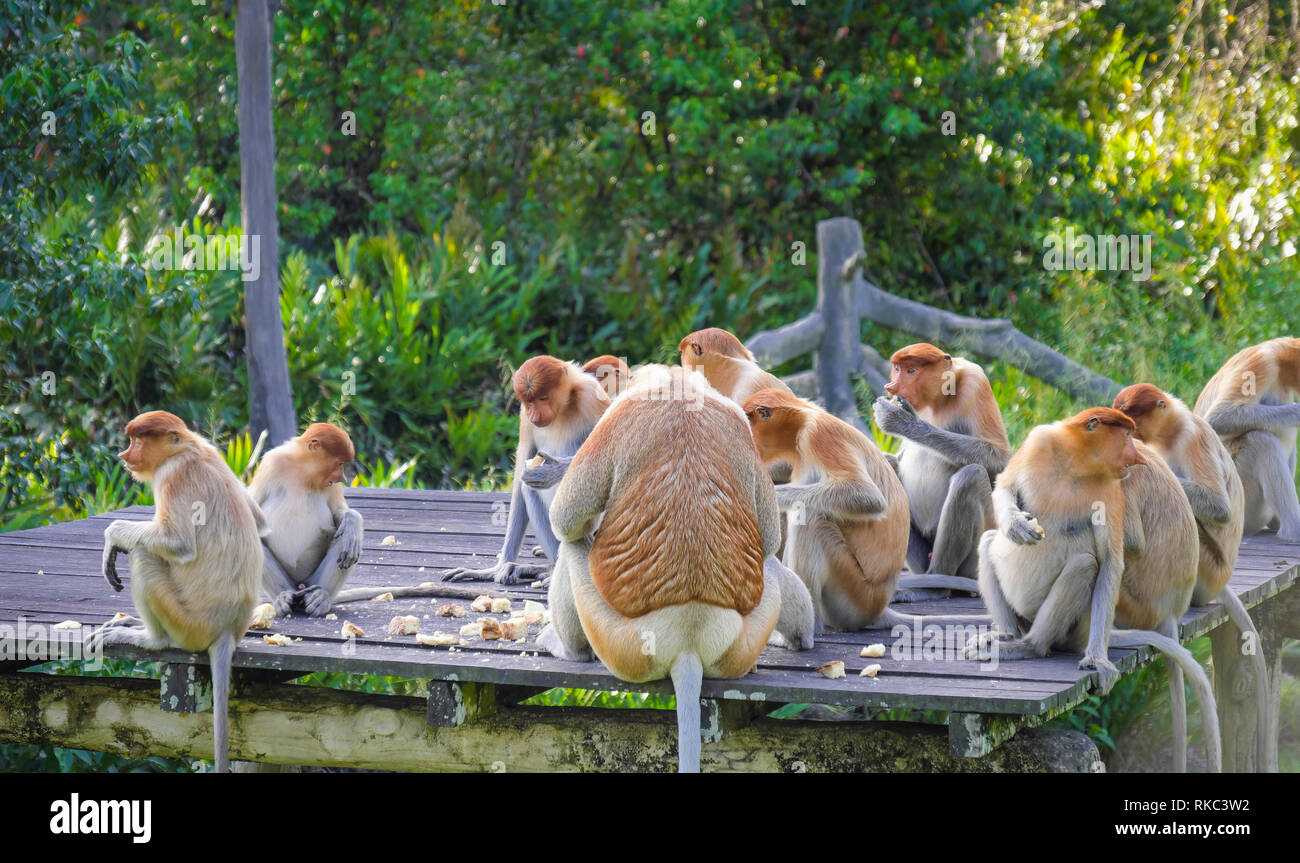 Proboscis monkey eats primarily fruit and leaves hi-res stock ...