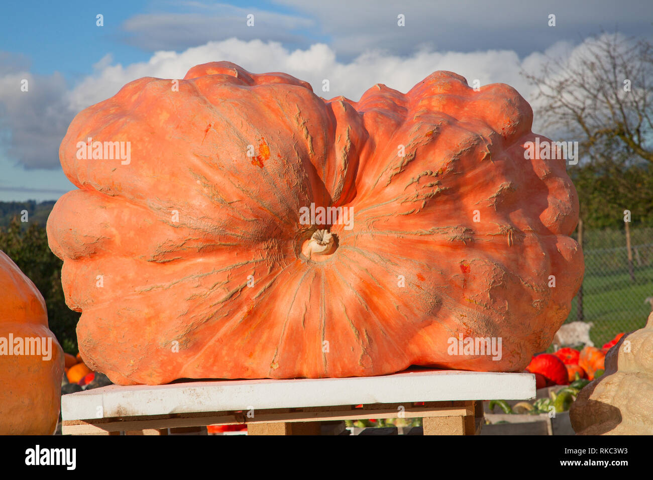 Giant pumpkin, winner of the pumpkni contest on the autumn market Stock ...