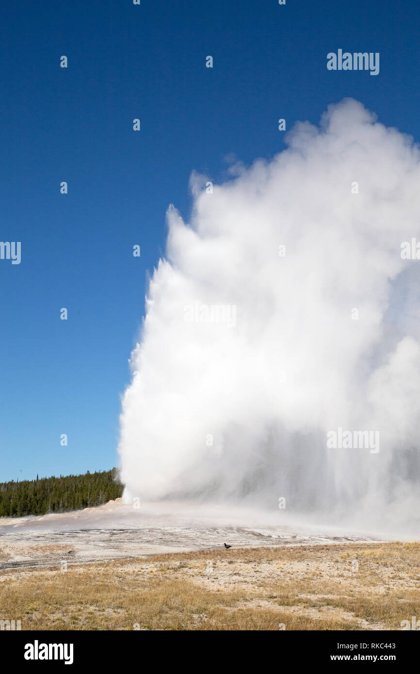 Geyser eruption in the Yellowstone national park, USA Stock Photo - Alamy