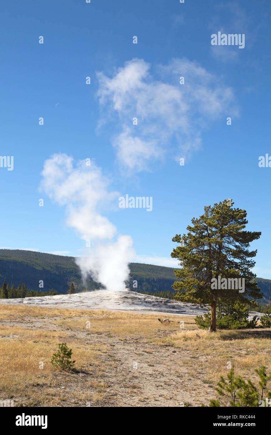 Geyser eruption in the Yellowstone national park, USA Stock Photo - Alamy
