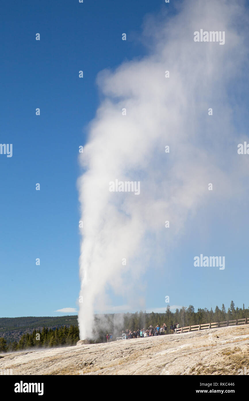 Geyser eruption in the Yellowstone national park, USA Stock Photo - Alamy