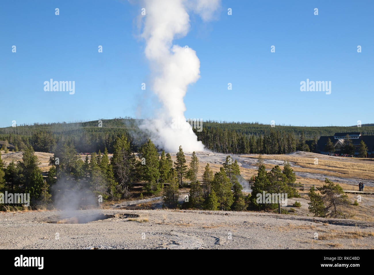 Geyser eruption in the Yellowstone national park, USA Stock Photo - Alamy