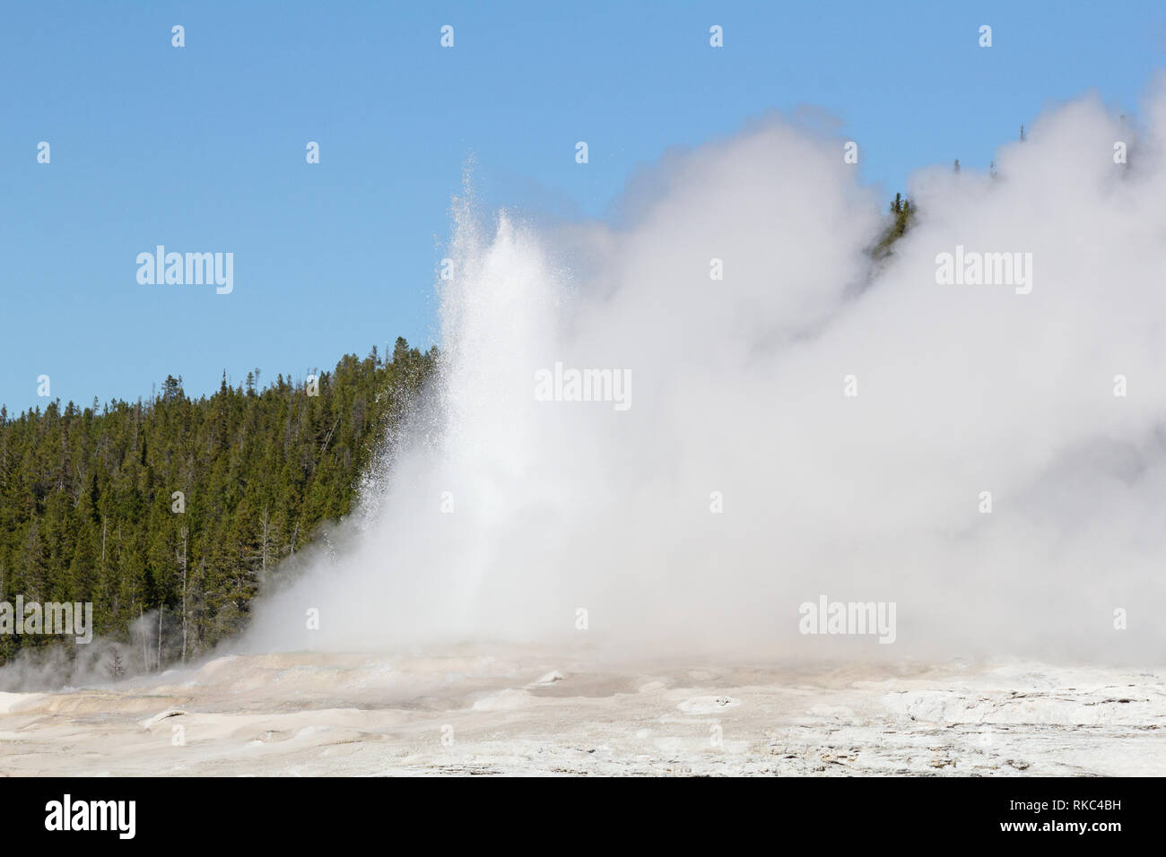 Geyser eruption in the Yellowstone national park, USA Stock Photo - Alamy