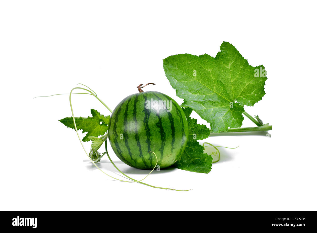 watermelon on a white background Stock Photo - Alamy
