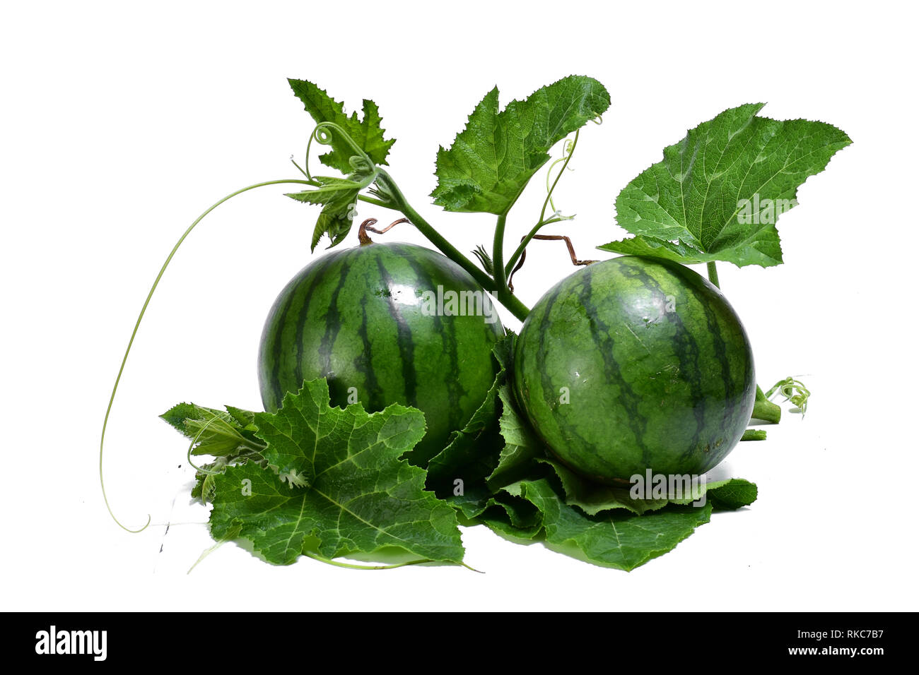 watermelon on a white background Stock Photo - Alamy