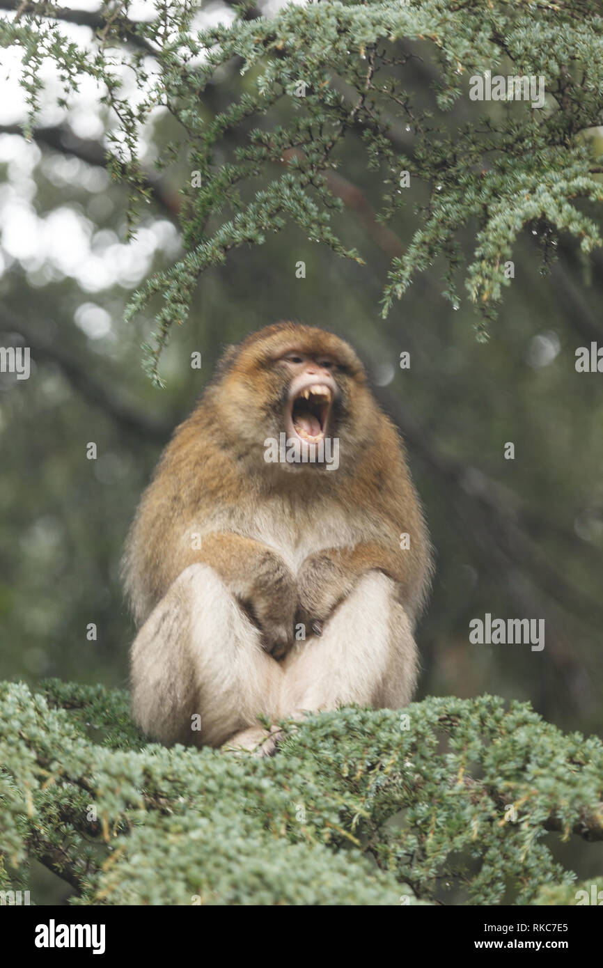Closeup of African monkey baring his teeth and growling at photographer ...