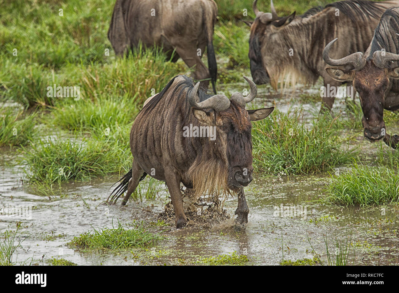 Animals splashing in water hi-res stock photography and images - Alamy
