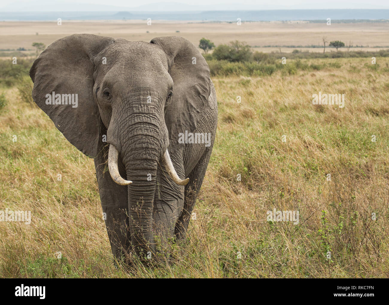 Elephant on the Plains Stock Photo - Alamy