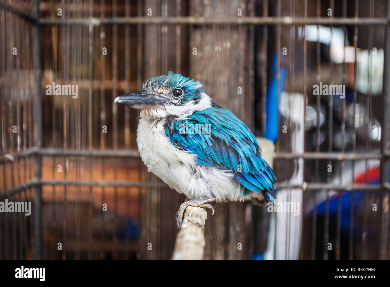 Closeup of Blue banded kingfisher bird with turquoise wings endemic to ...