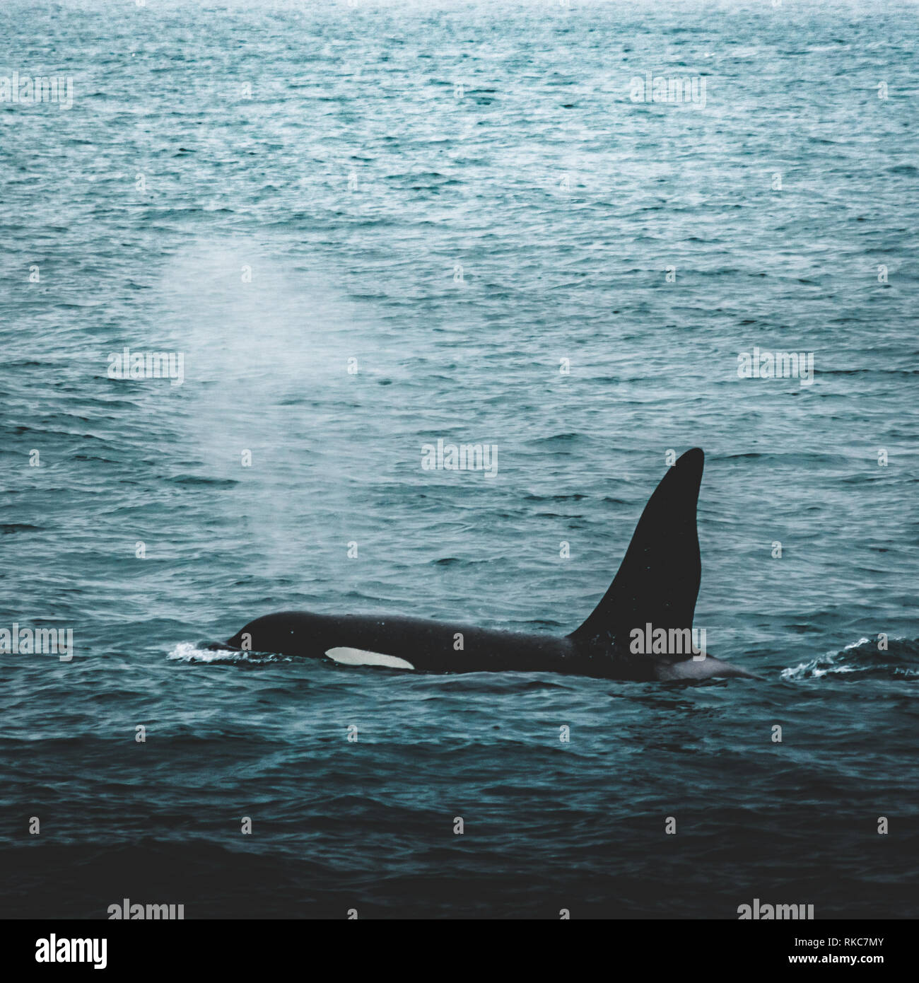 Orca iceland winter hi-res stock photography and images - Alamy