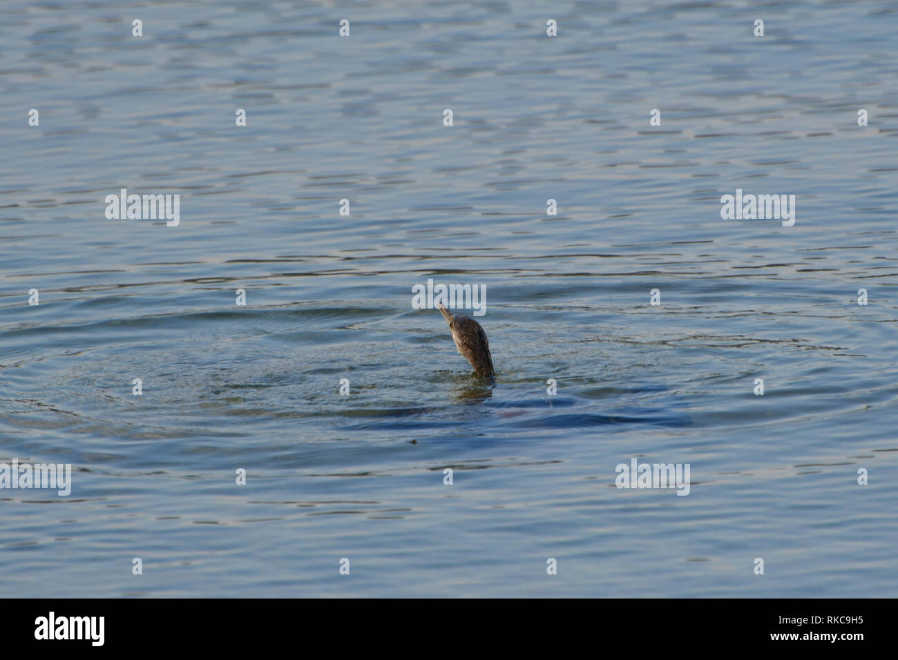 9 meters long hi-res stock photography and images - Alamy