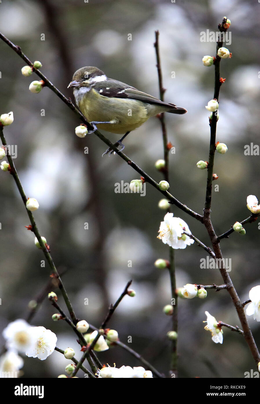 Huangshan, Huangshan, China. 11th Feb, 2019. Huangshan, CHINA-A bird ...