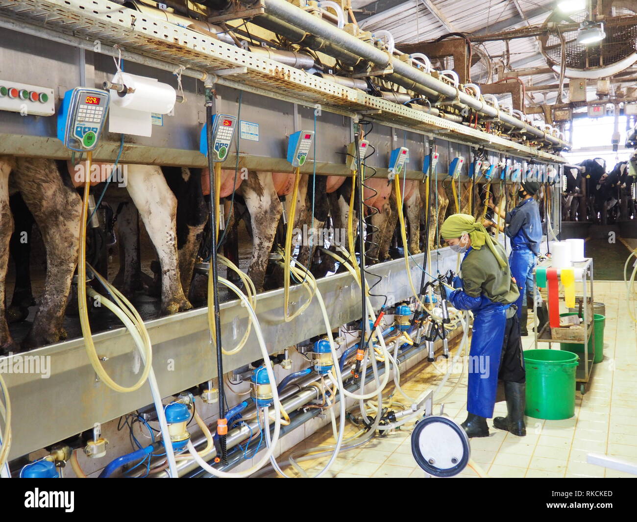 Kfar Vitkin, Israel. 22nd Jan, 2019. Employees connect Holstein ...