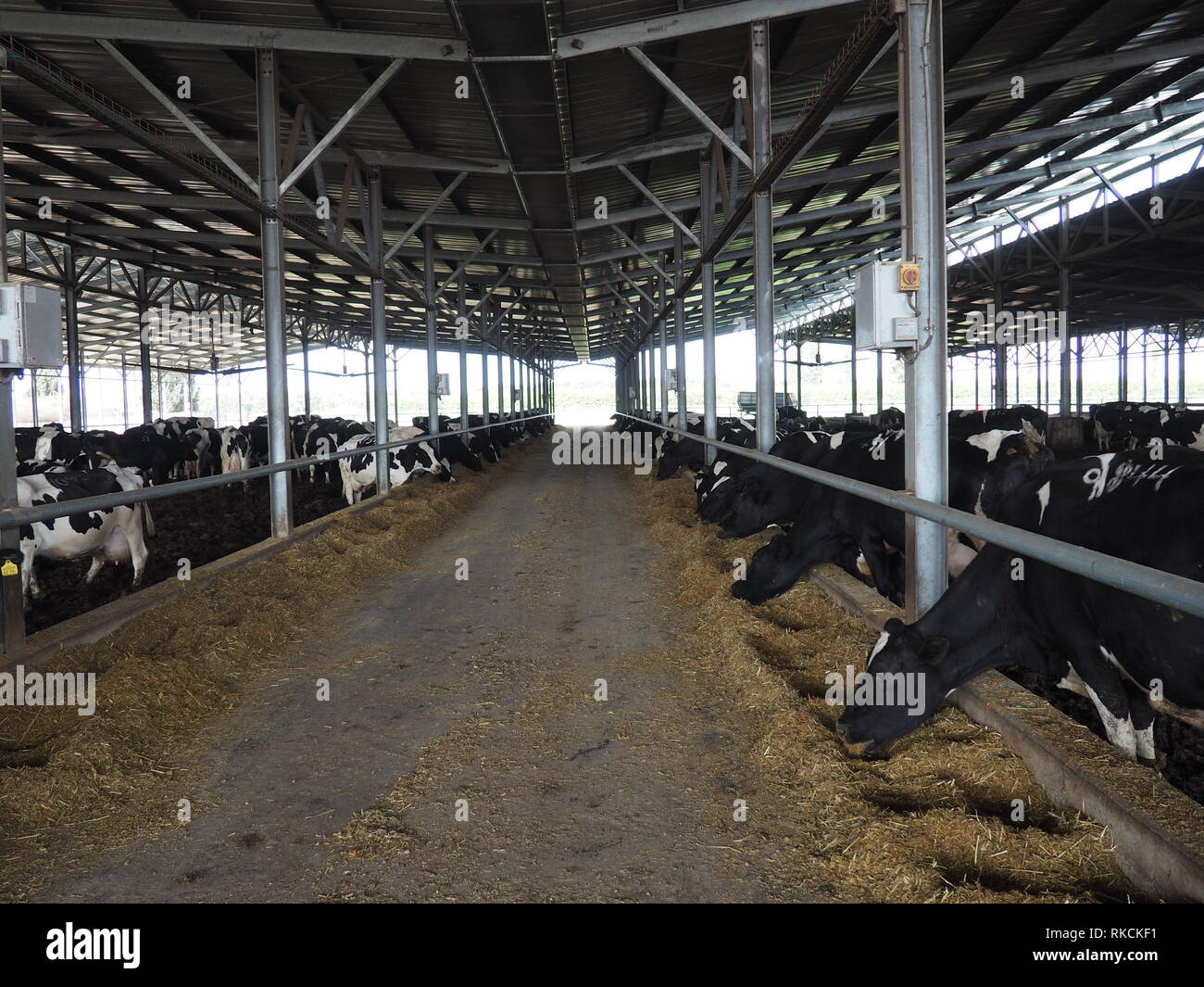 Israeli breed hi-res stock photography and images - Alamy