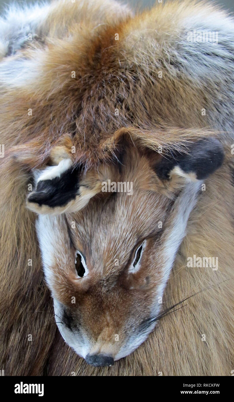 Fox skins hi-res stock photography and images - Alamy