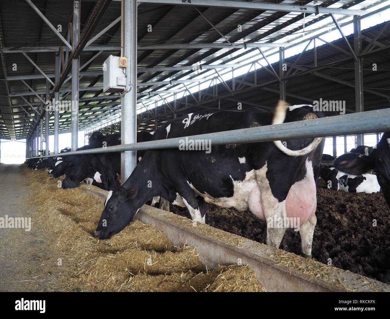 Cow chow hi-res stock photography and images - Alamy