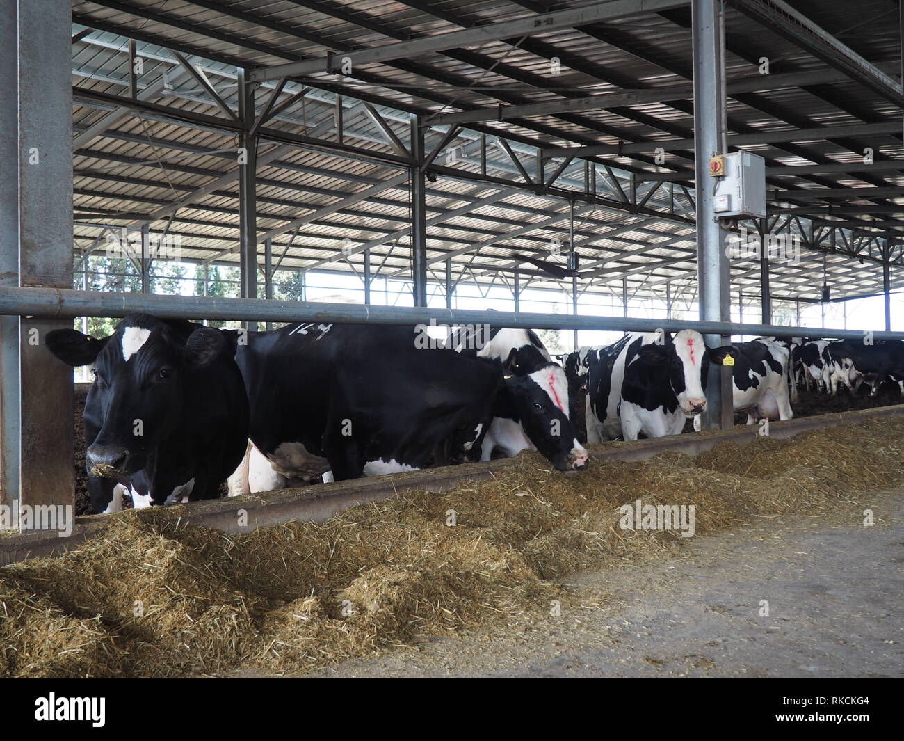 Israeli breed hi-res stock photography and images - Alamy