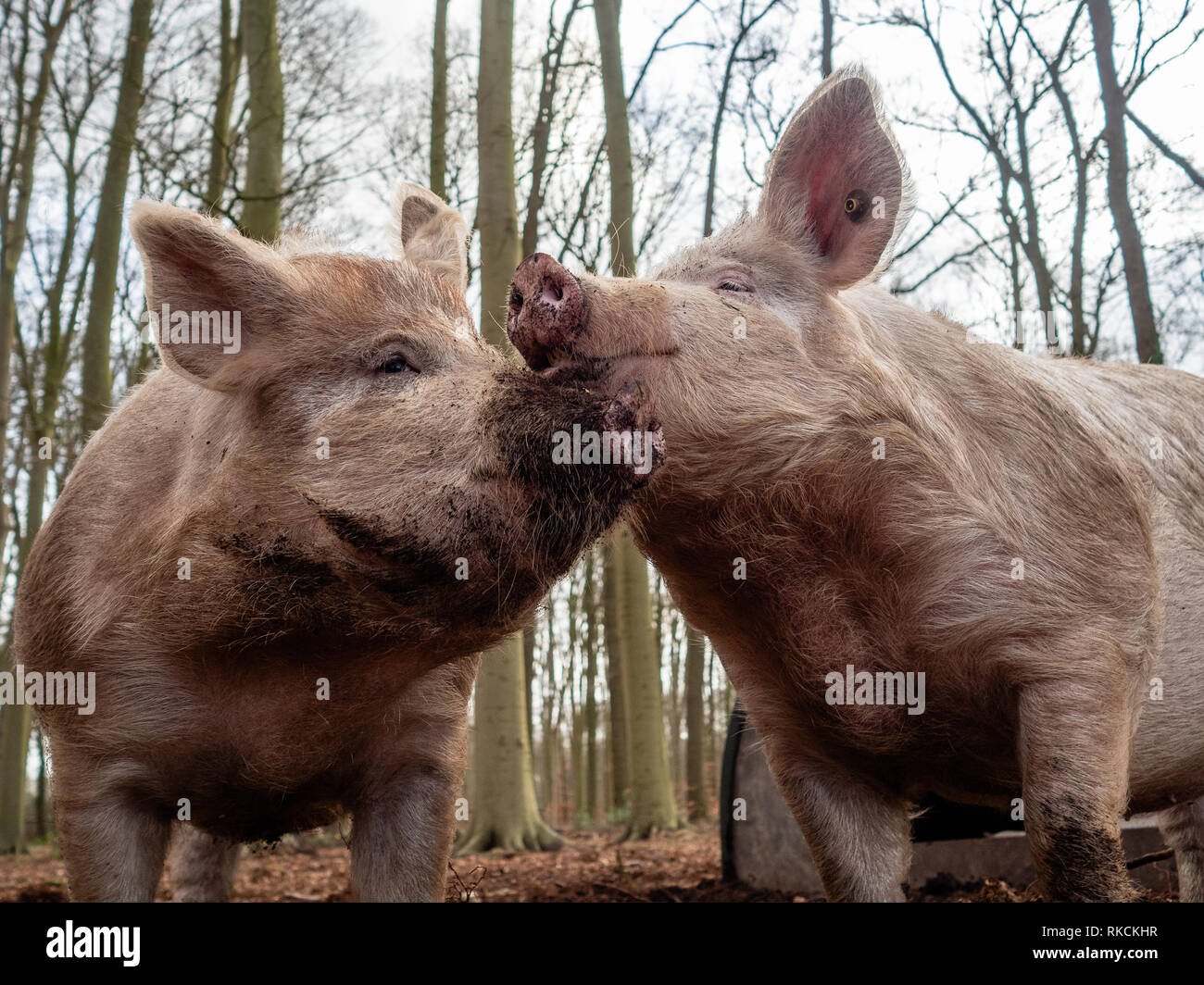 Two pigs are seen interacting Stock Photo - Alamy