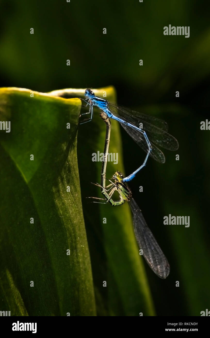Common Blue Damselflies mating Stock Photo - Alamy