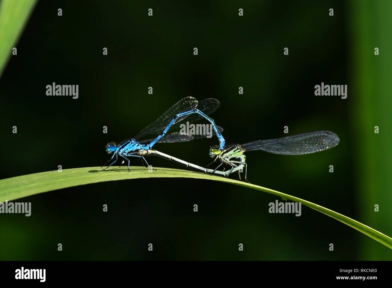 Common Blue Damselflies mating Stock Photo - Alamy