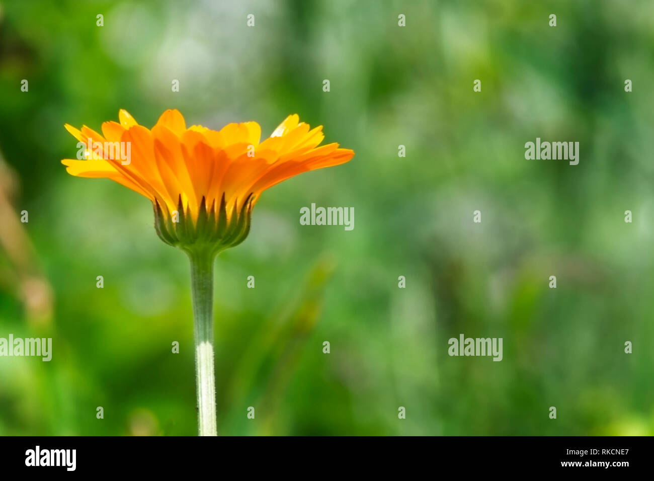 side view of an orange daisy set against a green background on a sunny ...