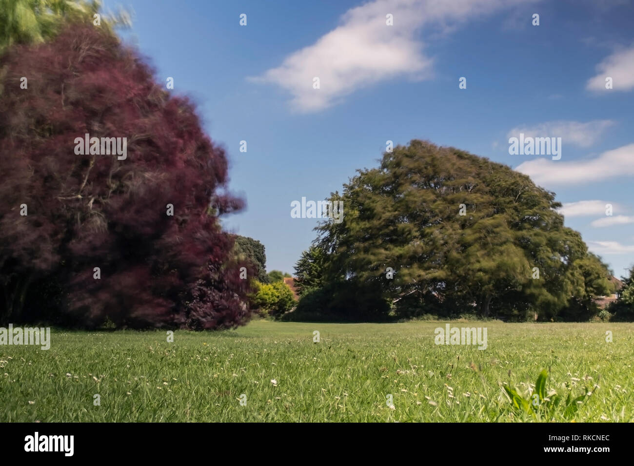Wind blowing through trees blue sky hi-res stock photography and images ...