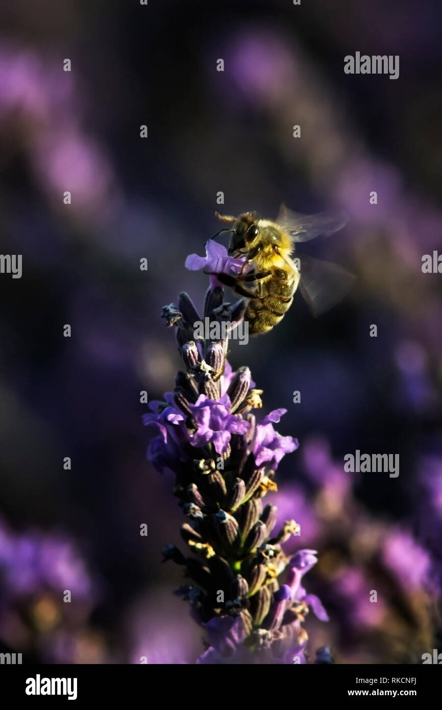 Bee Hovering Over Flower High Resolution Stock Photography and Images ...