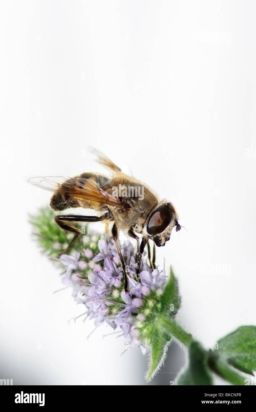 Honey bee feeding from a Buddleia flower Stock Photo - Alamy