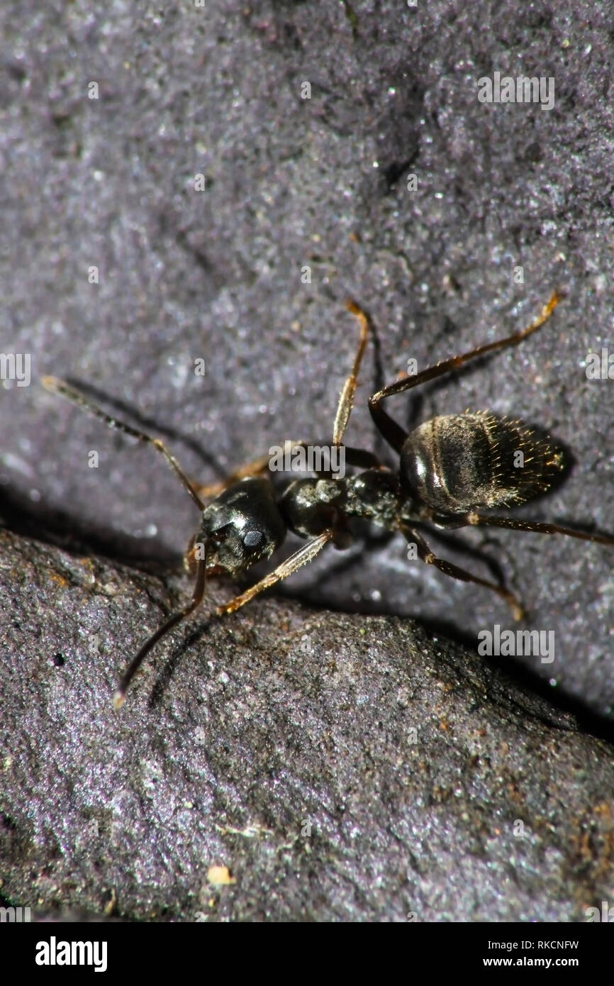 Extreme close up ant hi-res stock photography and images - Alamy