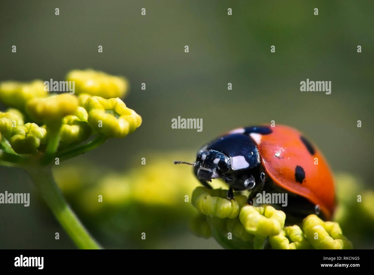 Close up of a 7-spot ladybird Stock Photo - Alamy