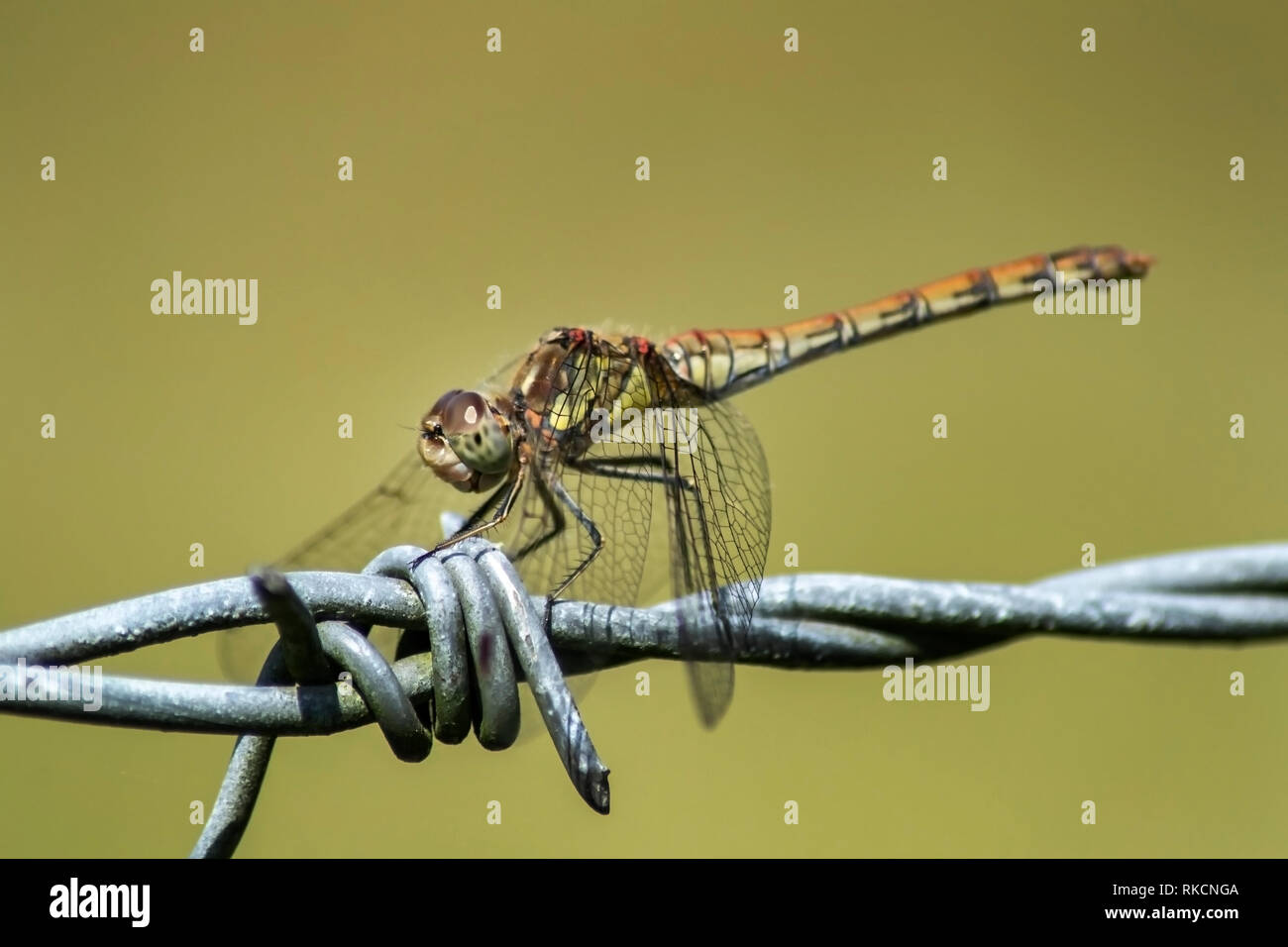 Yellow Winged Darter Dragonfly resting on some barbed wire Stock Photo ...