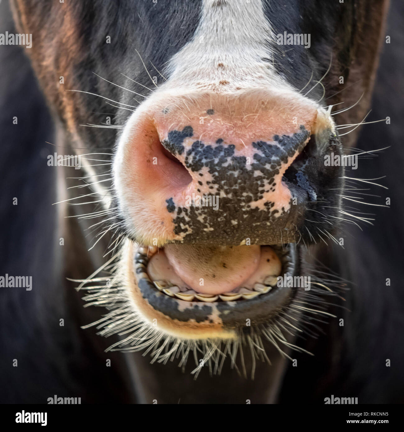 Nose nostrils face hi-res stock photography and images - Alamy