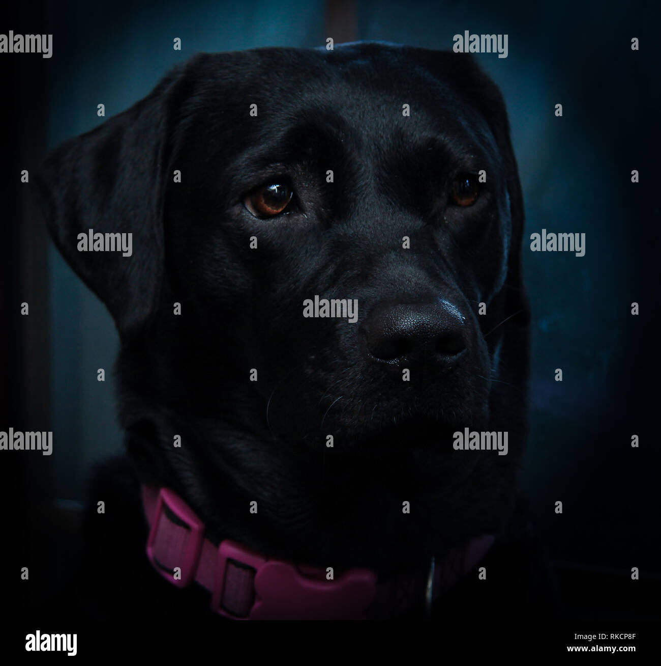 Black Labrador portrait Stock Photo - Alamy