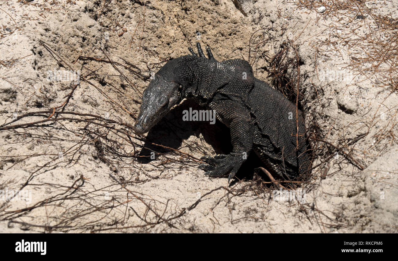 lizard on the beach,borneo Stock Photo - Alamy