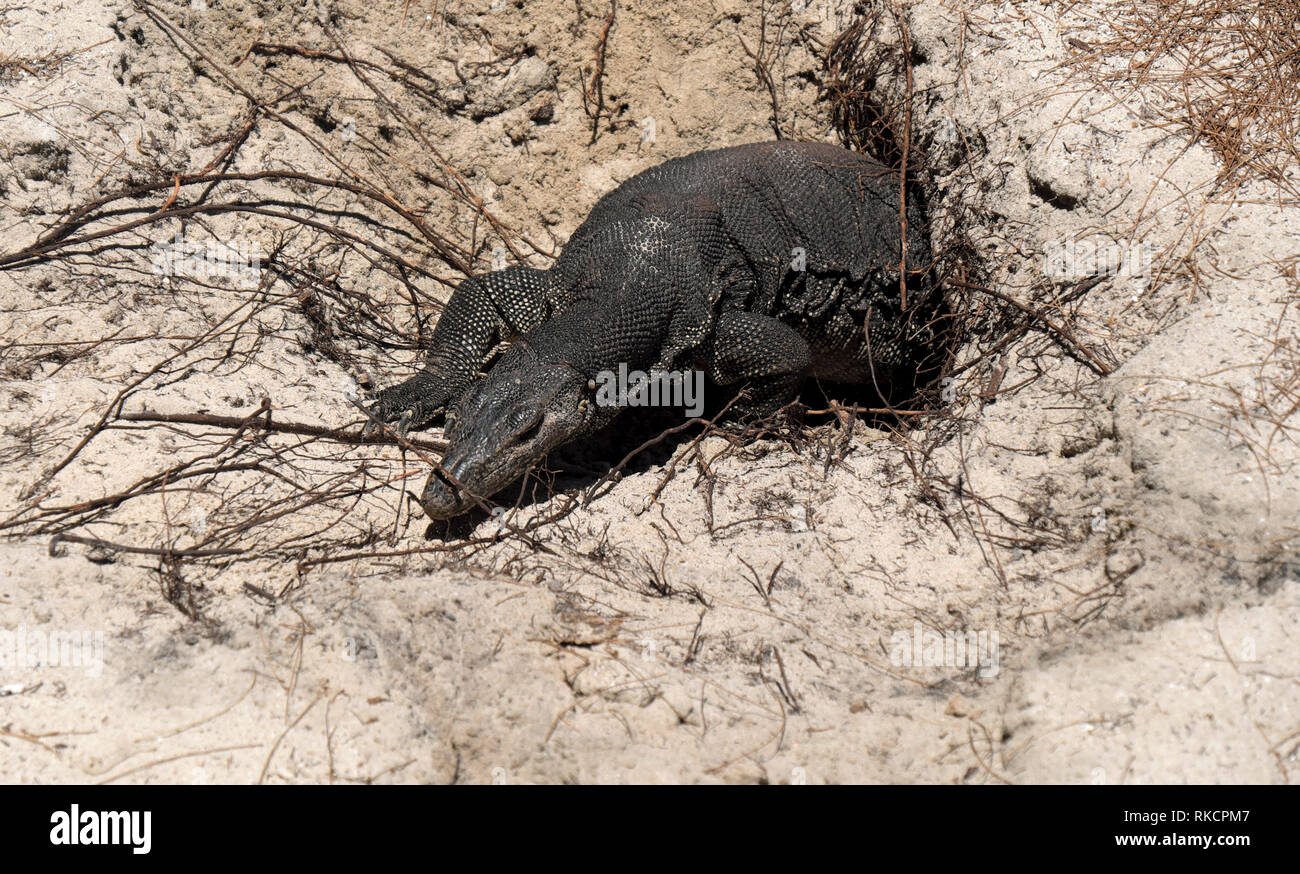 lizard on the beach,borneo Stock Photo - Alamy
