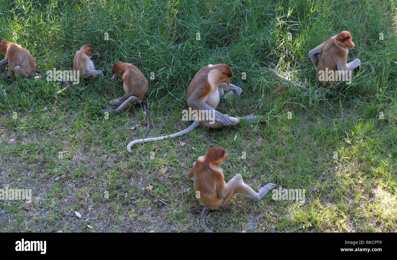 The proboscis monkey in Sabah.Borneo Stock Photo - Alamy