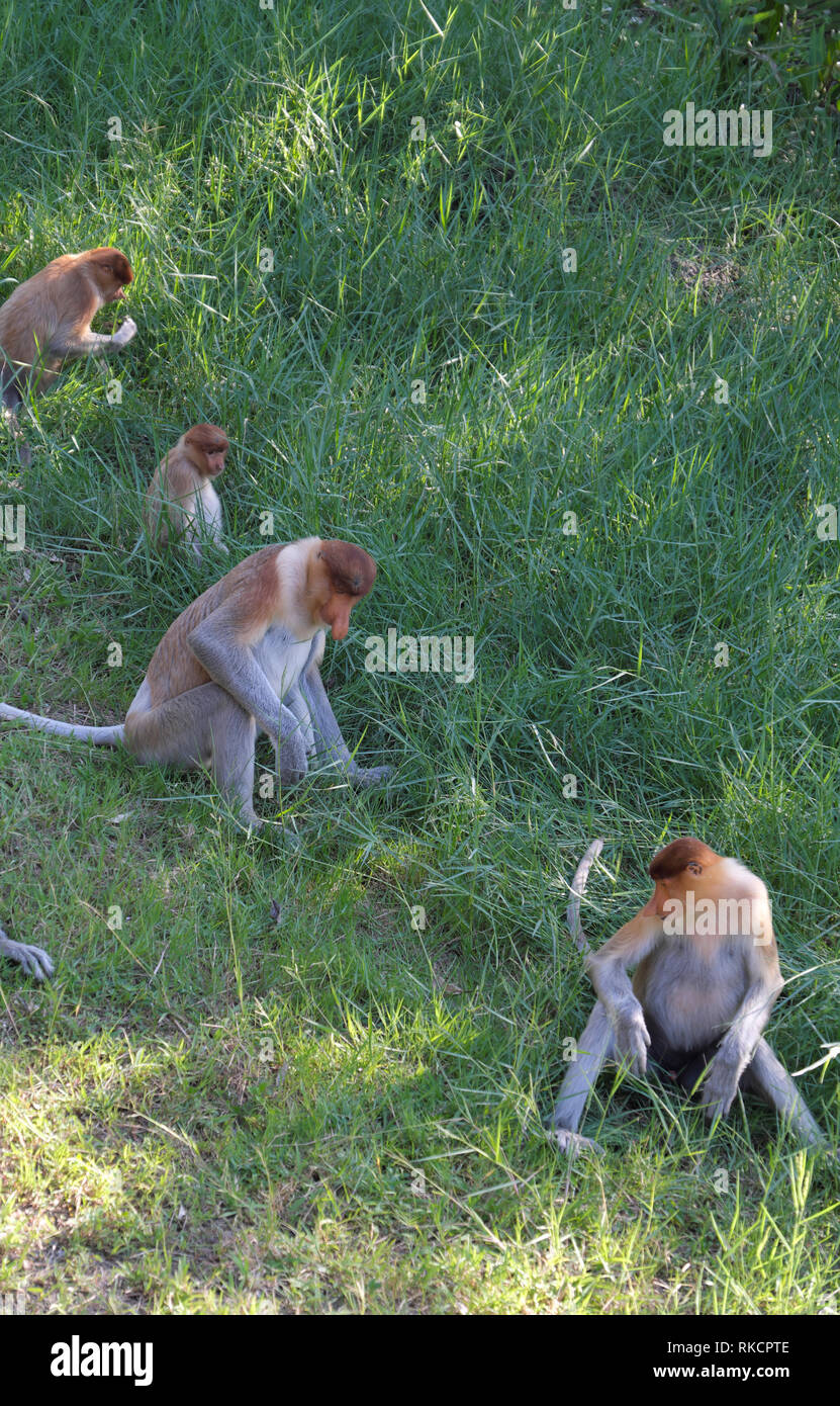 The proboscis monkey in Sabah.Borneo Stock Photo - Alamy