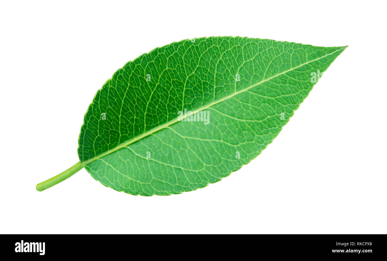 Pear leaf isolated on a white background with clipping path. One of the ...
