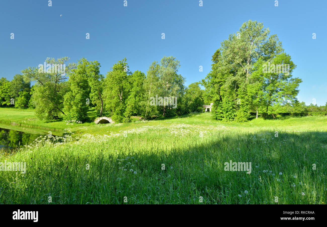 Beautiful forest landscape.Around the green meadows bloom, trees grow ...