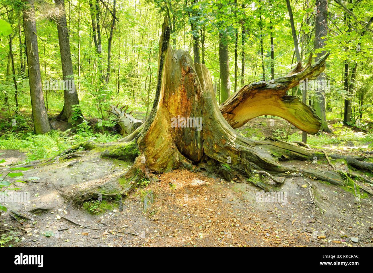 We see untouched nature and a rotten tree stump in the woods Stock ...