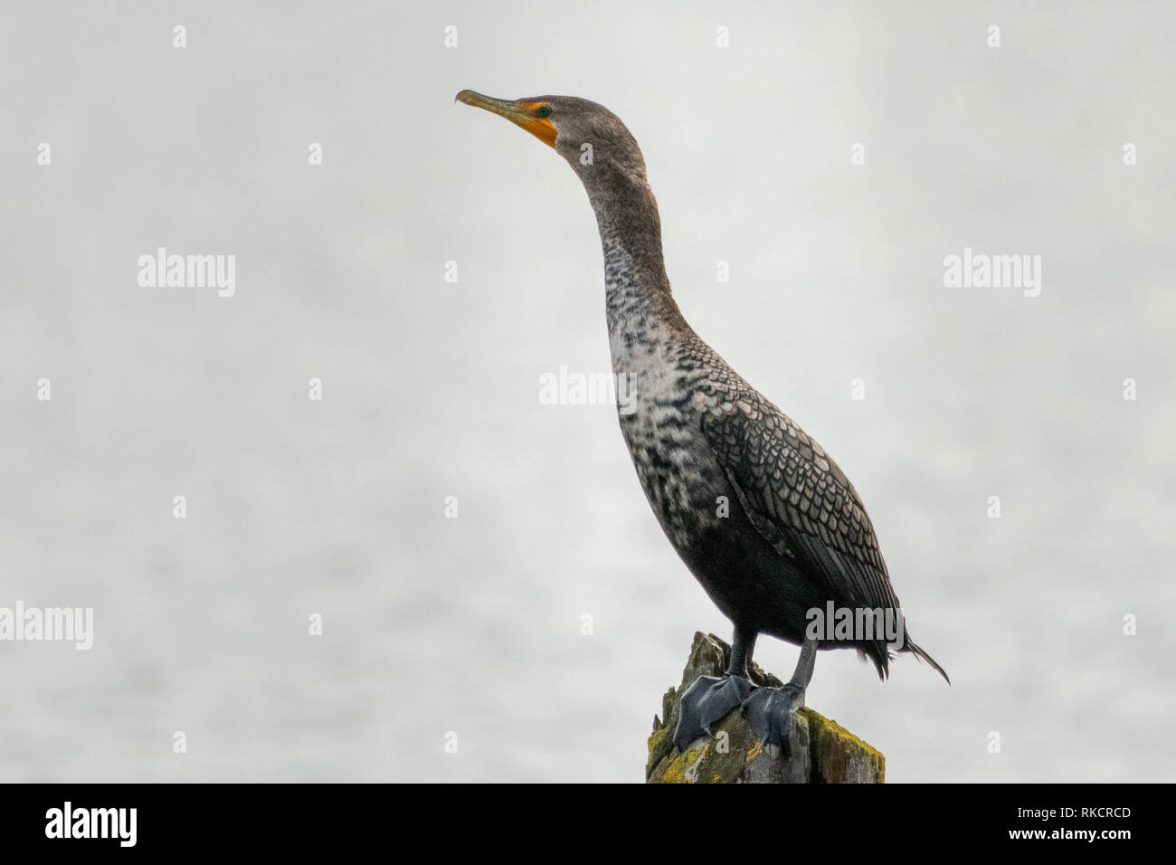 A Cormorant Standing By The Lake Stock Photo - Alamy