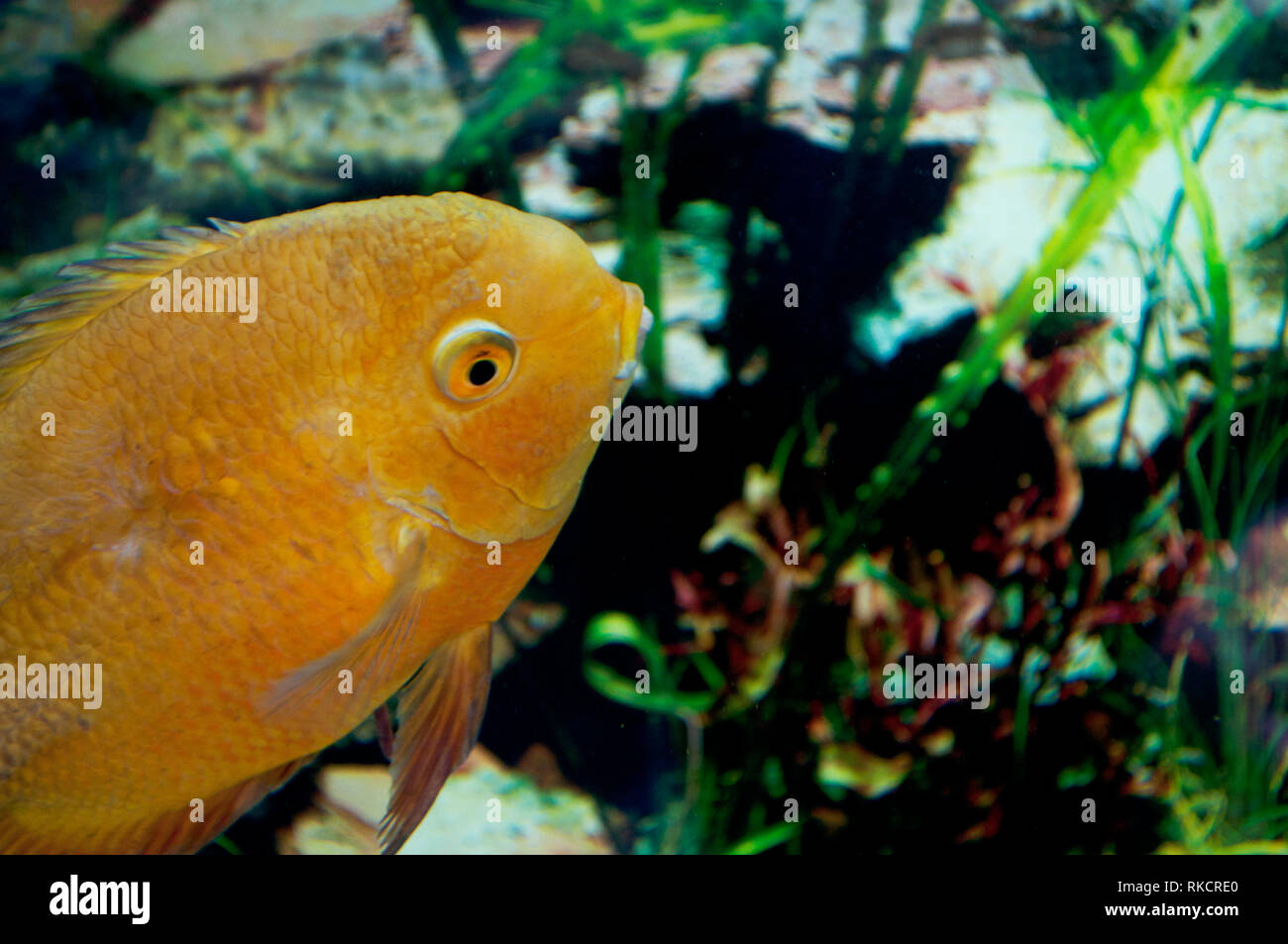 Yellow fish in aquarium Stock Photo - Alamy