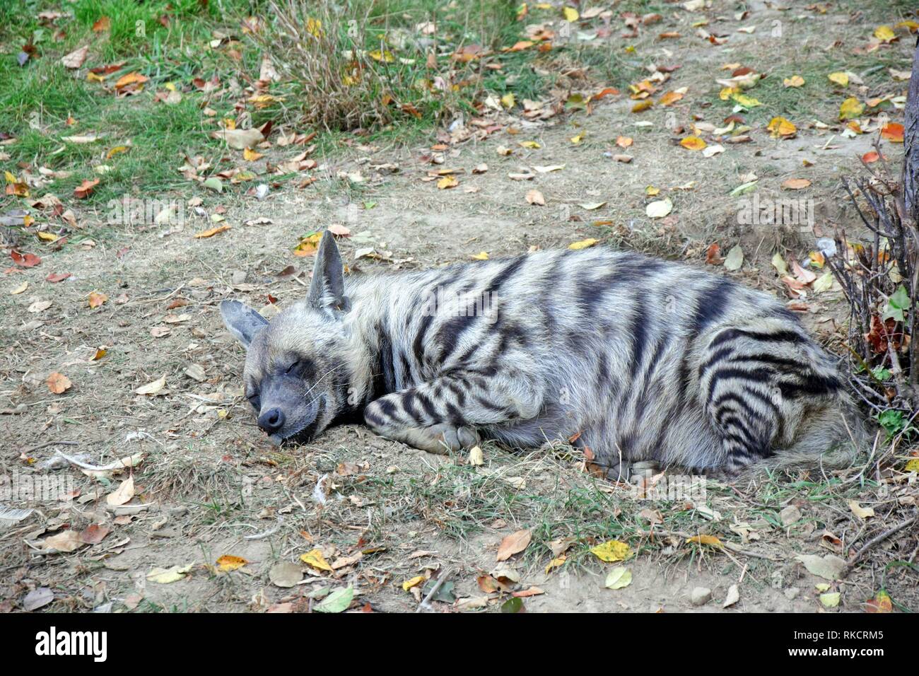 Hyaena hyaena sultana Hyena Sleeping Resting Stock Photo Stock Photo - Alamy