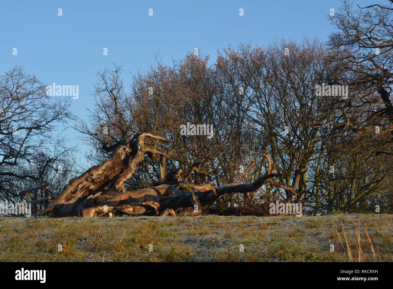 Fallen oak tree hi-res stock photography and images - Alamy