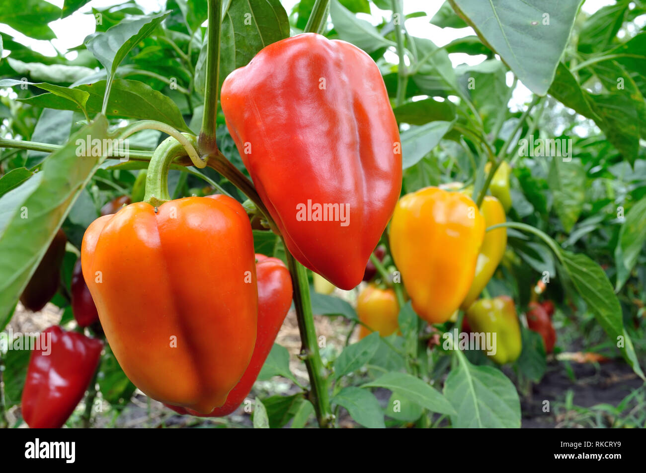 Pepper field hi-res stock photography and images - Alamy