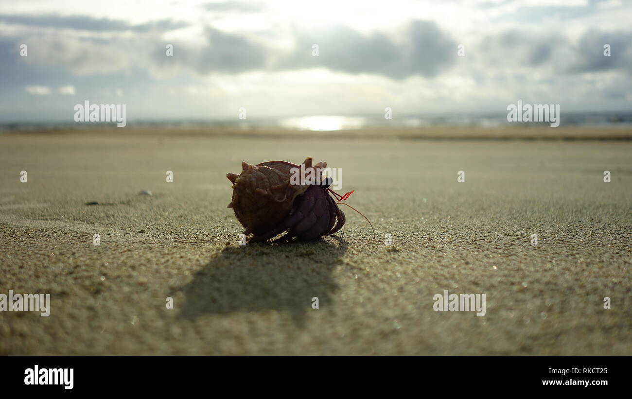 Hermit crab sunset on hi-res stock photography and images - Alamy
