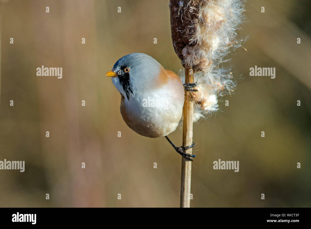 Bearded Tit (Panurus biarmicus) on reedmace head, Cambridgeshire Stock ...