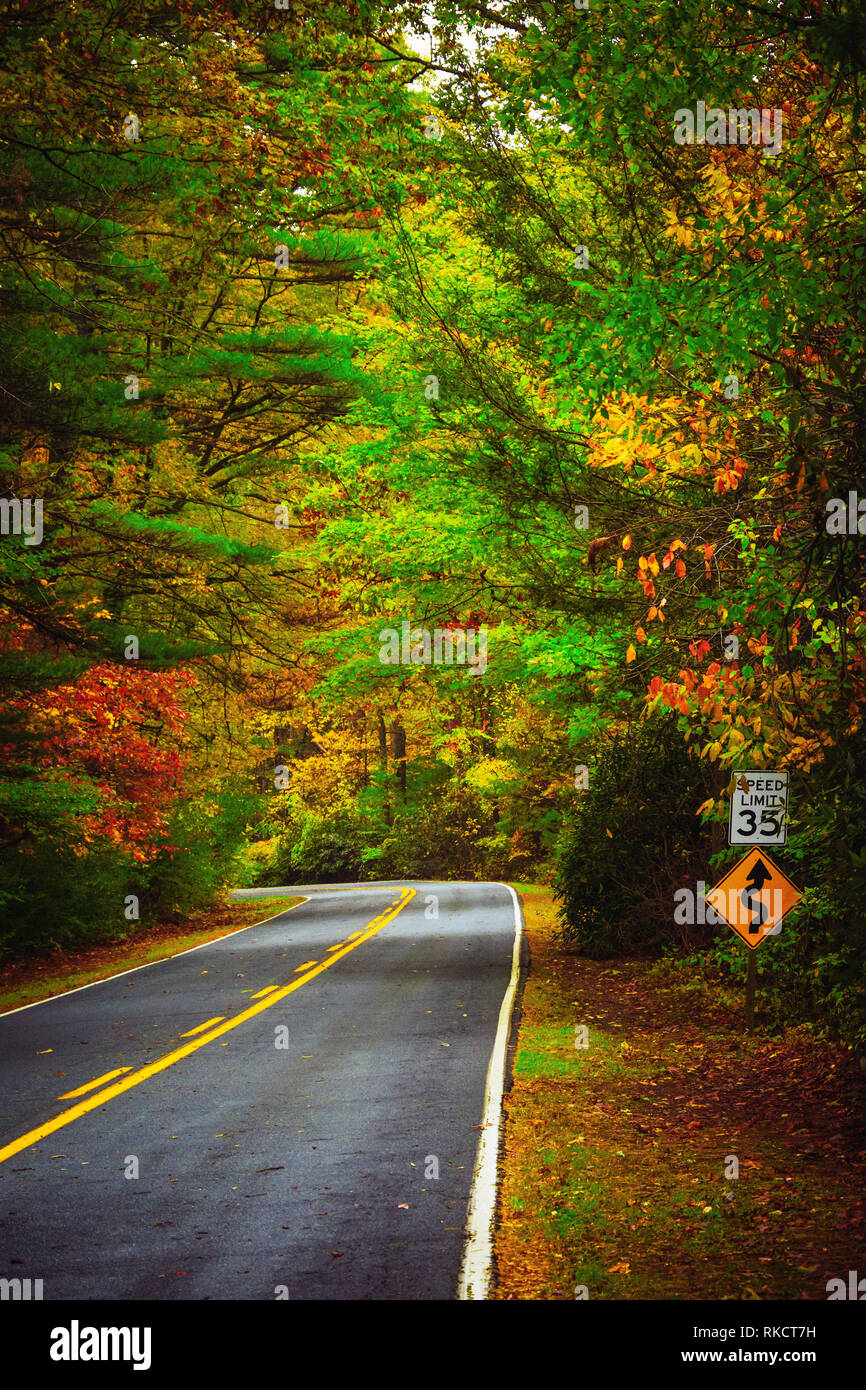 Colorful Autumn Forest Path Nature Leaves Trees Crowded Orange Red Park ...